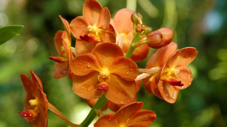 BBC Radio 4 - Natural Histories - Eight surprising facts about the poppy