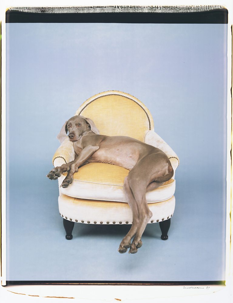 BBC Arts - BBC Arts - Pup art: Polaroids of William Wegman’s loyal ...