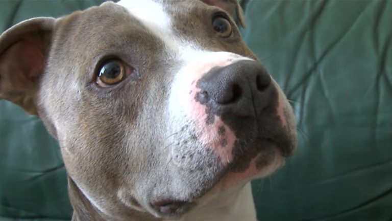 BBC Scotland - BBC Scotland - Why are Staffies still considered ...