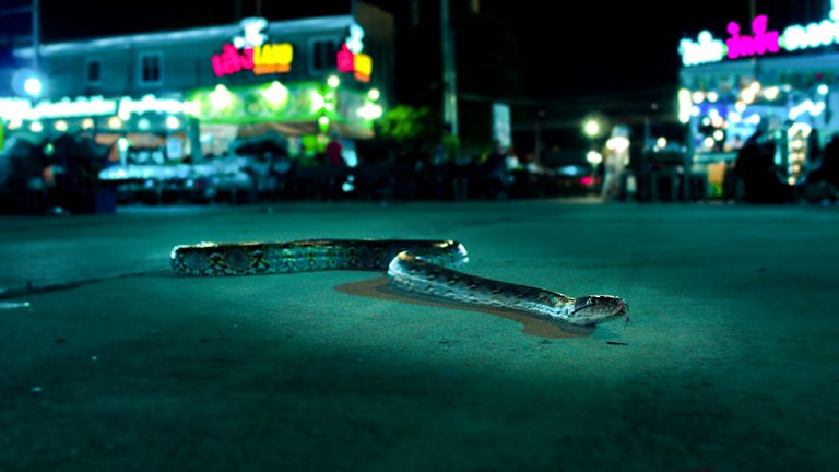 BBC Two - Cities: Nature's New Wild - Snakes in the city