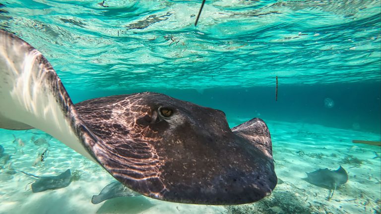 BBC One - Blue Planet Live - Meet the stars