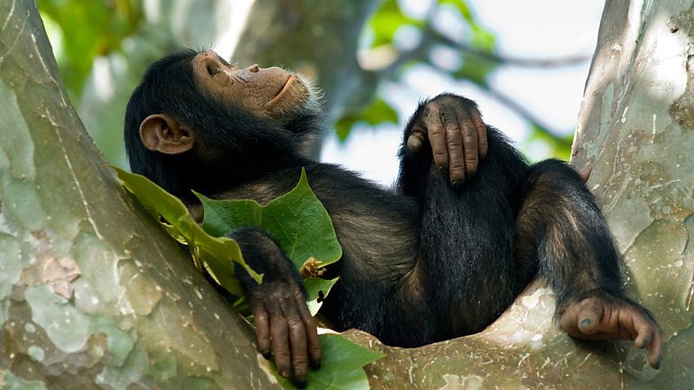 BBC Radio 4 - Don’t Tell Me The Score - How to manage your inner chimp