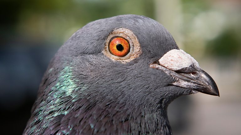 BBC Radio 4 - Radio 4 in Four - The pigeon: Britain’s most ...
