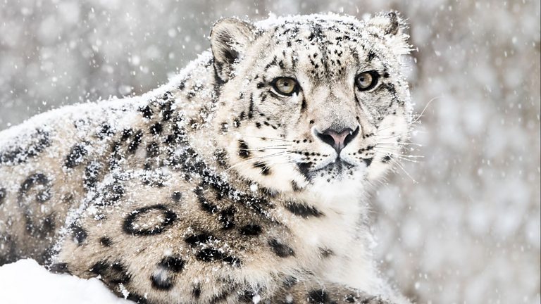 BBC One - Snow Animals - Stunning survivors: the secret skills of snow ...