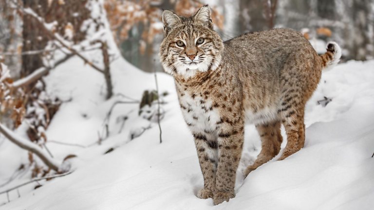 BBC One - Snow Animals - Stunning survivors: the secret skills of snow ...