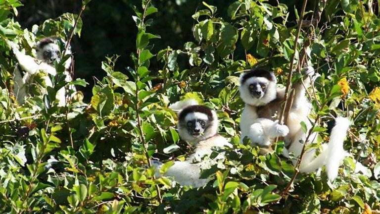 BBC Two - Earth’s Tropical Islands - Lemurs, wonderful lemurs