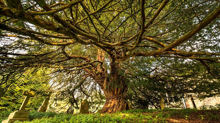 BBC Radio 4 - Radio 4 in Four - 12 British wild plants that tell the ...