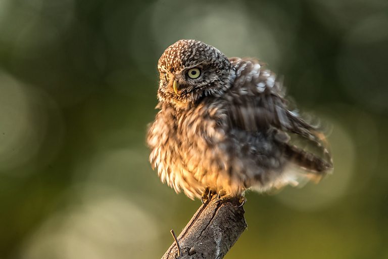 BBC Two - Springwatch - Photographer takeover: Chris and Megs' favourites