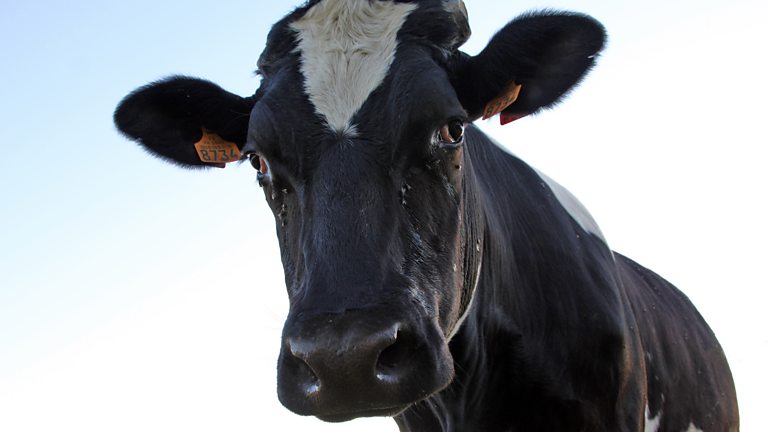 BBC Radio 4 - Homeschool History - Everything you never knew about ...