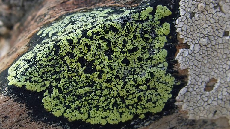 BBC Blogs - Springwatch - Liking lichens: What to watch this winter