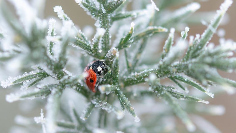 BBC Two - Winterwatch - Winter wildlife photography