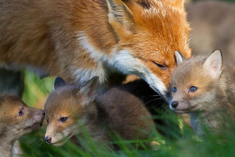 BBC Two - Springwatch - In pictures... The magic of spring