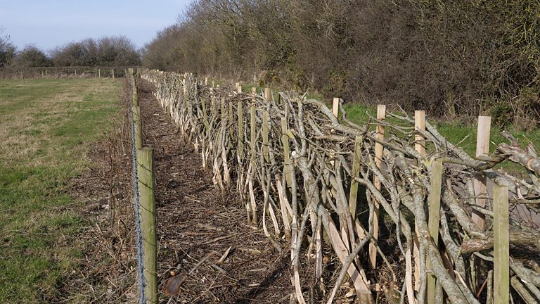 BBC Blogs - Springwatch - Hedging our bets for wildlife