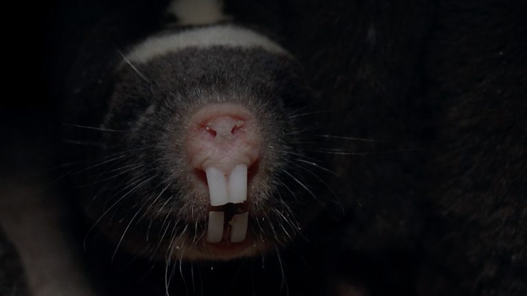 BBC One - Mammals - Mole-rats: A life in permanent darkness