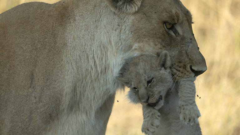 BBC Two - Big Cats 24/7 - Meet the cats