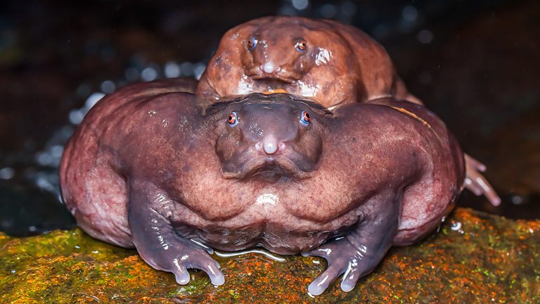 BBC One - Asia - Purple frog: the most critical night