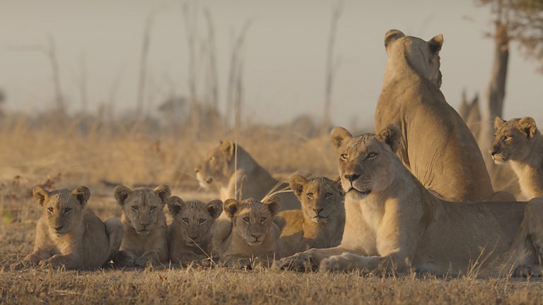 BBC One - Kingdom - In search of my first lions and their cubs