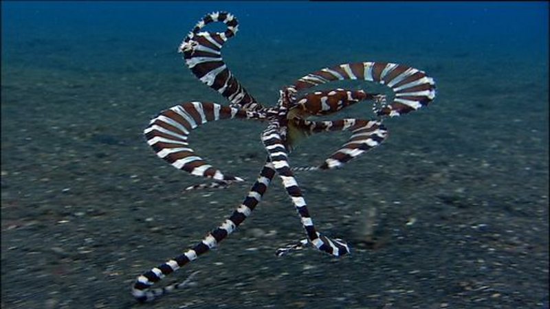 Biodiversity and interdependence - 3rd level Science - BBC Bitesize