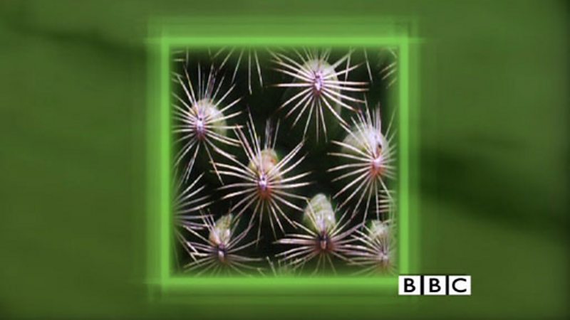 Biodiversity and interdependence - 4th level Science - BBC Bitesize