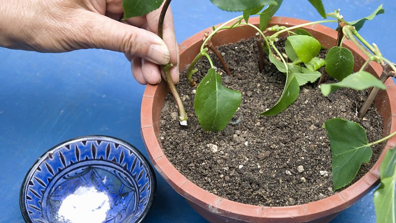Taking cuttings - Revise: Propagating and growing plants - National 4 ...