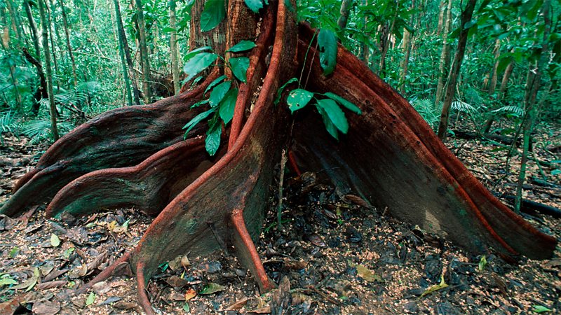 Equatorial ecosystem - Natural regions - National 5 Geography Revision ...