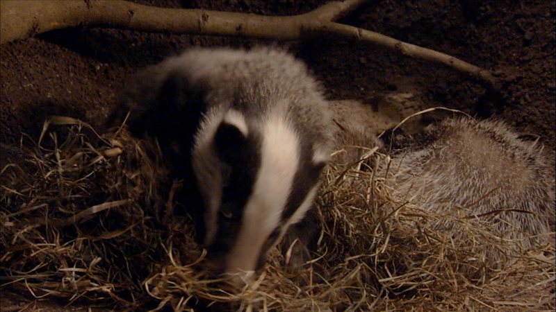 Science KS1 & KS2: How do badgers live underground? - BBC Teach