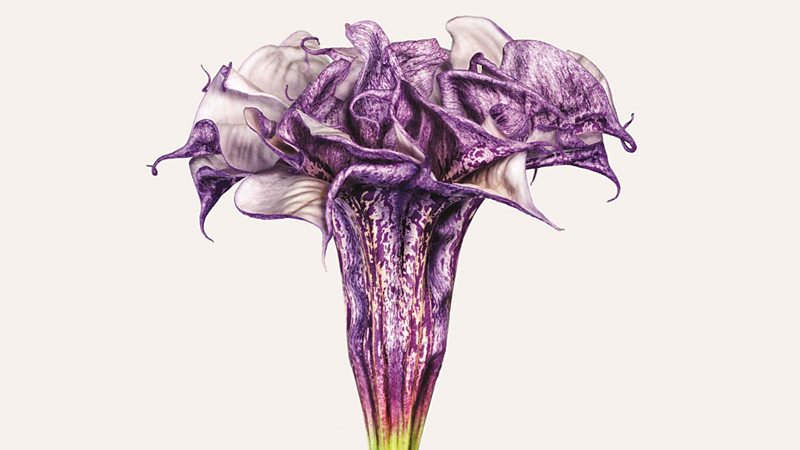 How do plants reproduce? KS3 Biology - BBC Bitesize - CCEA - BBC Bitesize