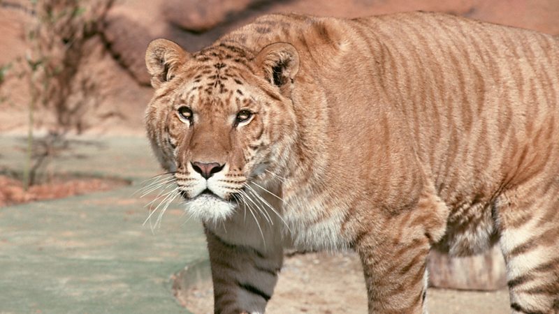 Inheritance and genetics - KS3 Biology - BBC Bitesize