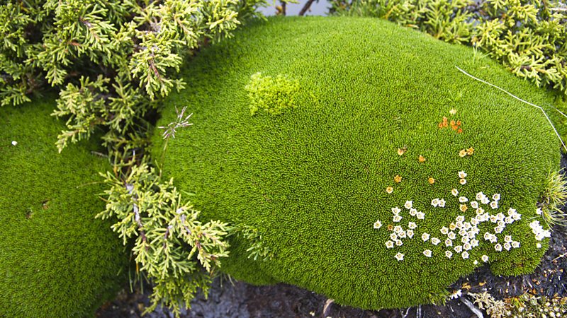 Plant adaptations and features - Cold environments - AQA - GCSE ...