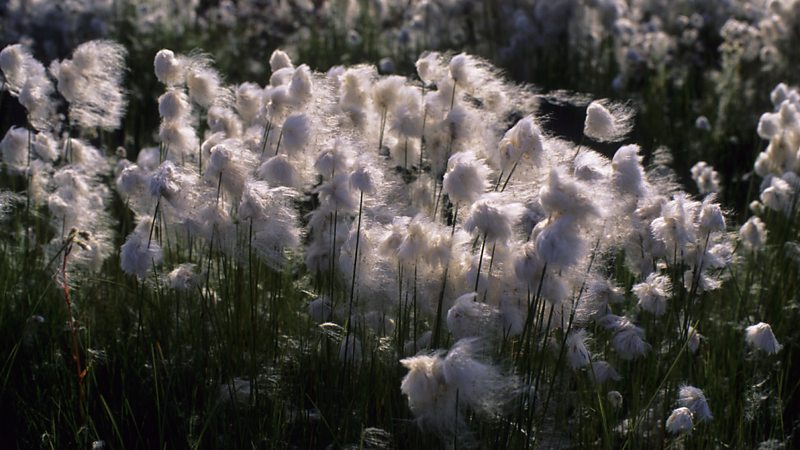 Plant adaptations and features - Cold environments - AQA - GCSE ...