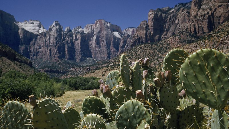 Hot desert ecosystem - Tropical desert regions of the world - 3rd level ...
