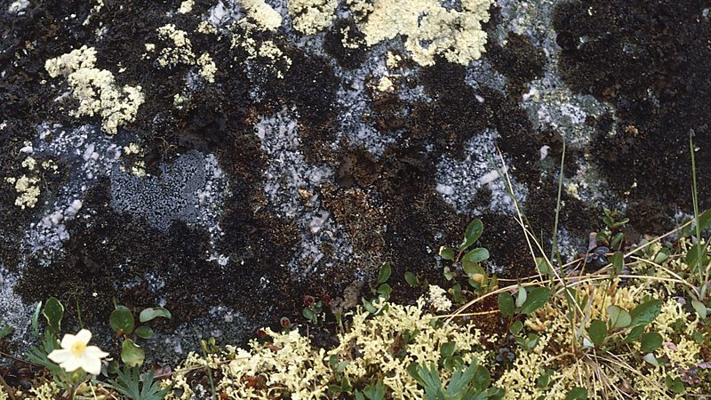 Plant adaptations and features - Cold environments - AQA - GCSE ...