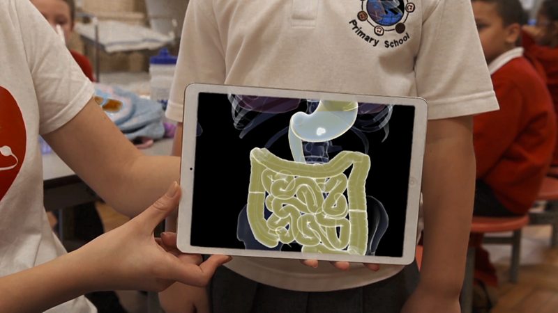 KS2 Science: How the human body grows - BBC Bitesize