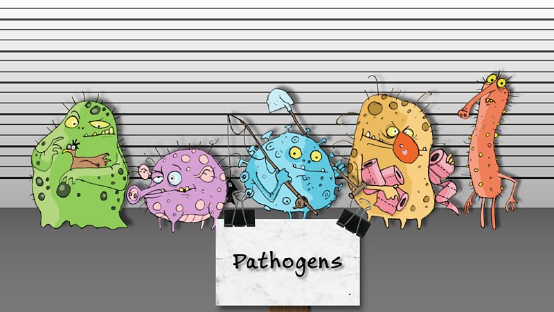 GCSE Biology (Single Science) - AQA - BBC Bitesize