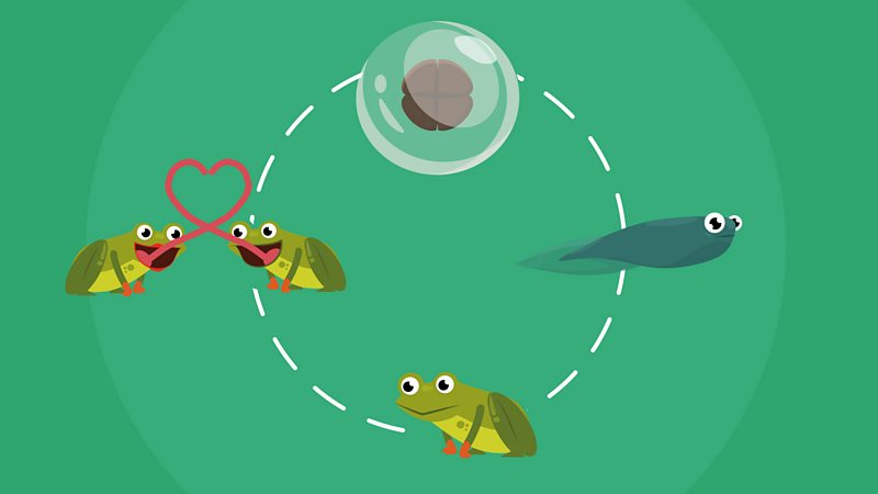 Animals - KS2 The World Around Us - BBC Bitesize