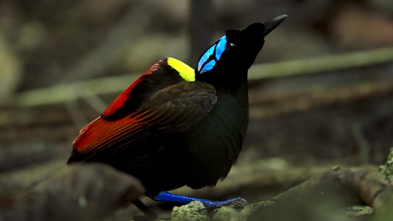 Let's go out... to a zoo - BBC Bitesize