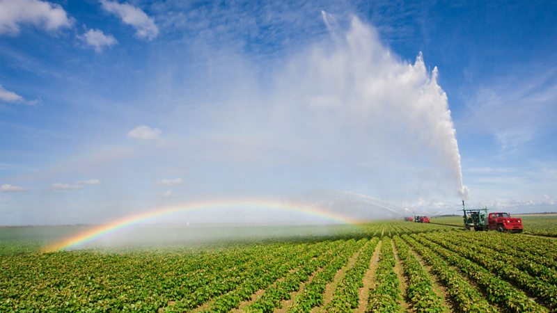 Plant structures and their functions - GCSE Biology (Single Science ...