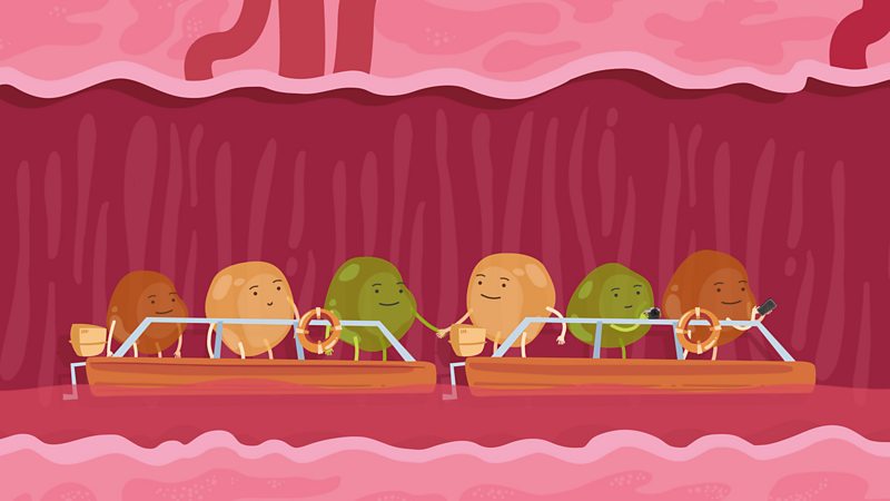 The Human Body - KS2 The World Around Us - BBC Bitesize