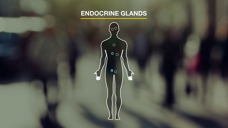 Revision guides: Multicellular organisms - National 5 Biology - BBC ...