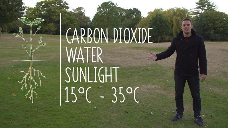 GCSE Biology (Single Science) - Edexcel - BBC Bitesize