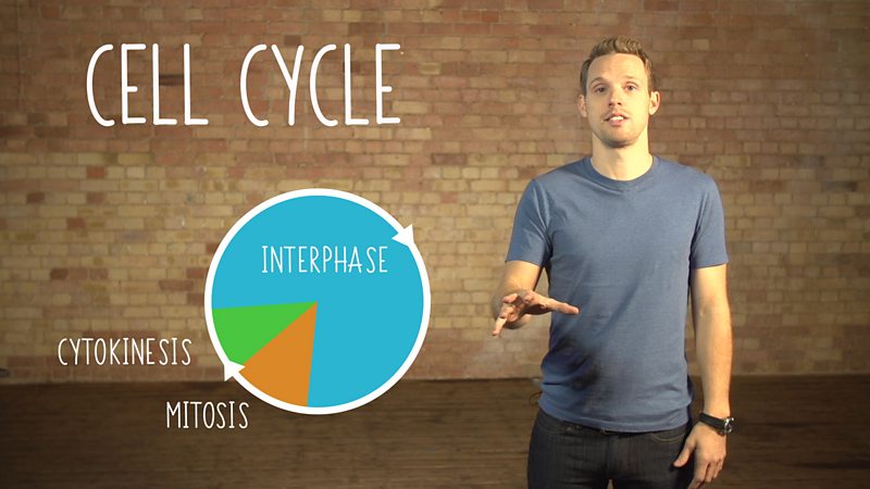 Inheritance, variation and evolution - GCSE Combined Science - BBC Bitesize