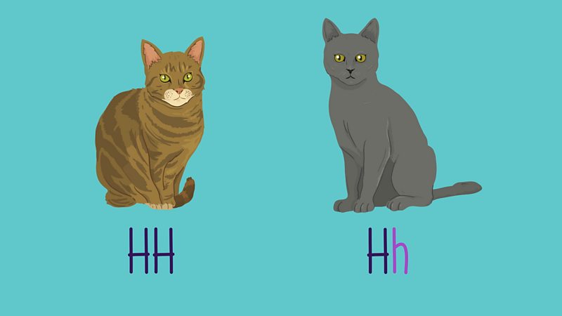 Inheritance, variation and evolution - GCSE Combined Science - BBC Bitesize