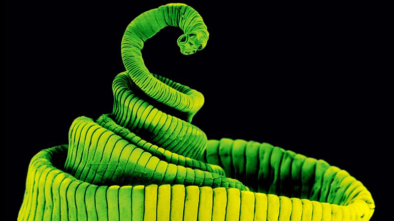 Parasitism and mutualism - Adaptations, interdependence and competition ...