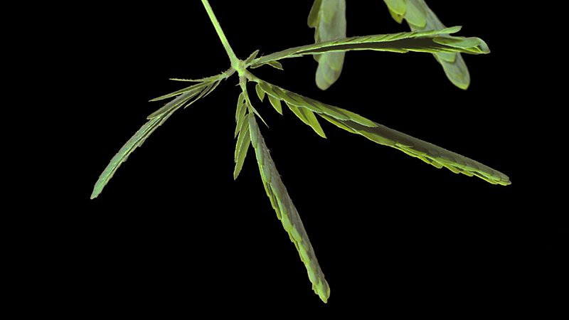 Plant defences - Plant disease - Edexcel - GCSE Biology (Single Science ...