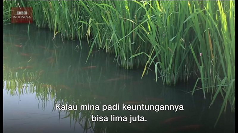 Pertanian dan budidaya ikan Mina padi :'Satu hektar lahan bisa dapat ...
