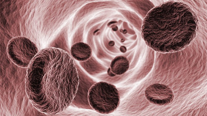 What roles do cells and specialisation play in GCSE Biology? - BBC Bitesize