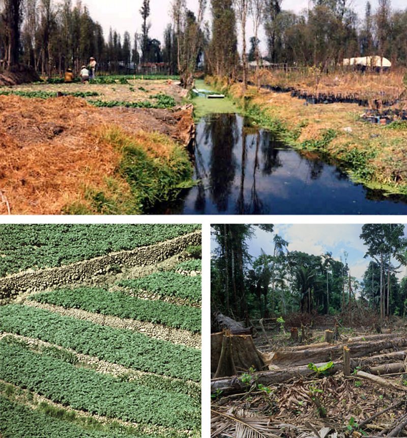 Why was farming so important to the Maya? - BBC Bitesize