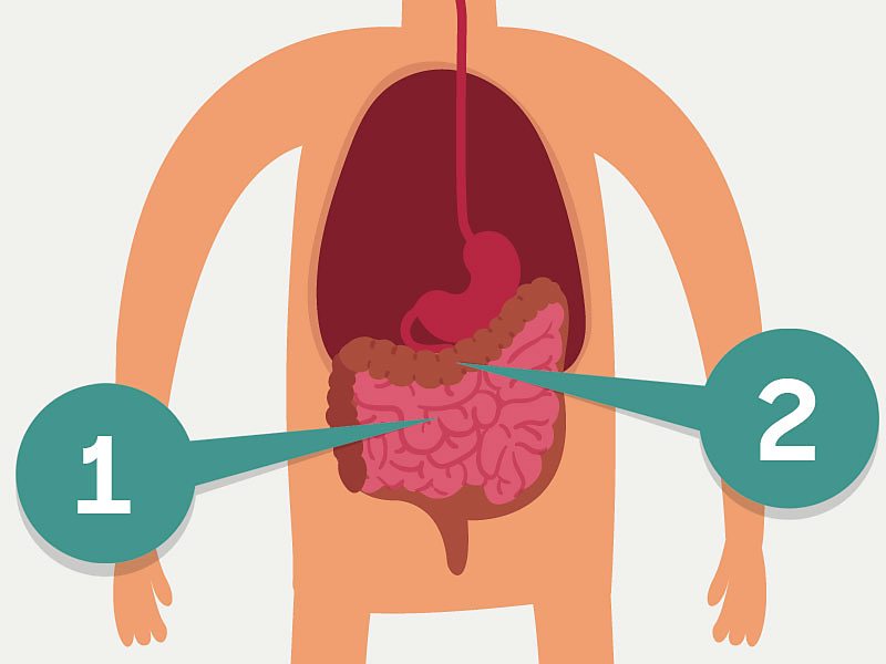 What happens in your intestines? - BBC Bitesize