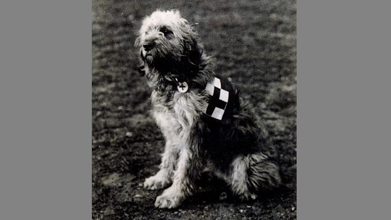 Animals in World War One - BBC Bitesize