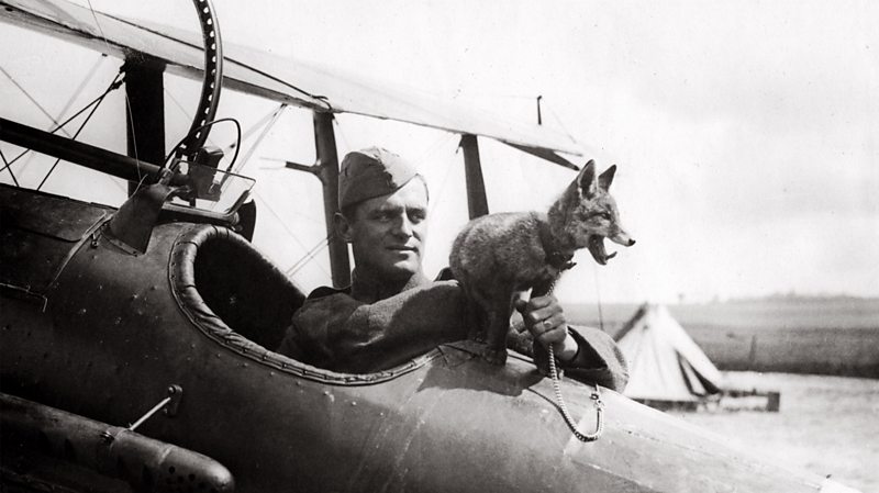 Why were animals useful in World War One? - BBC Bitesize